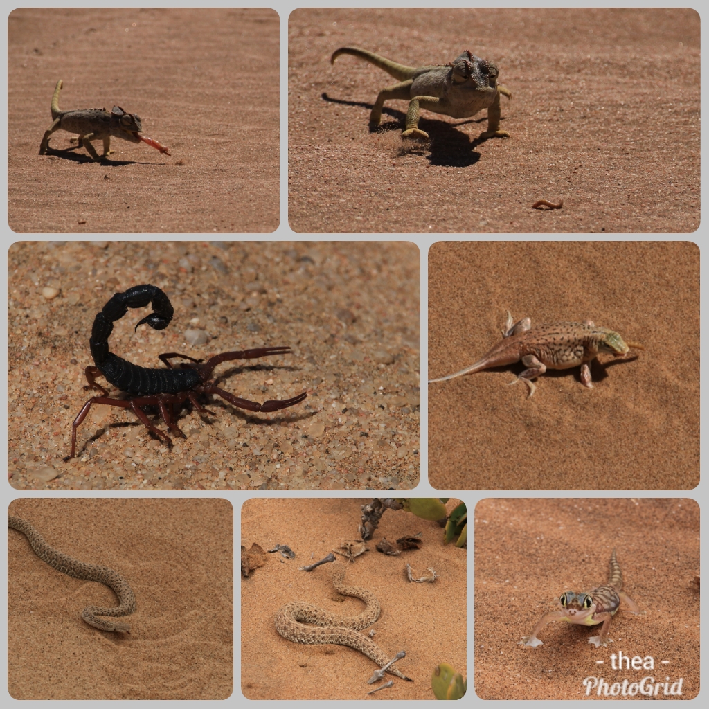 Swakopmund und Little Five Tour